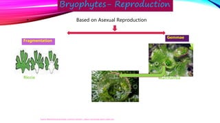 General characters of Bryophytes | PPT