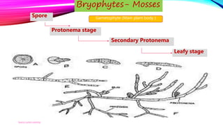 General characters of Bryophytes | PPT