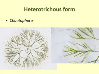 General characters of division chlorophyta 005 | PPTX