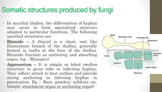 General characters of fungi | PPTX