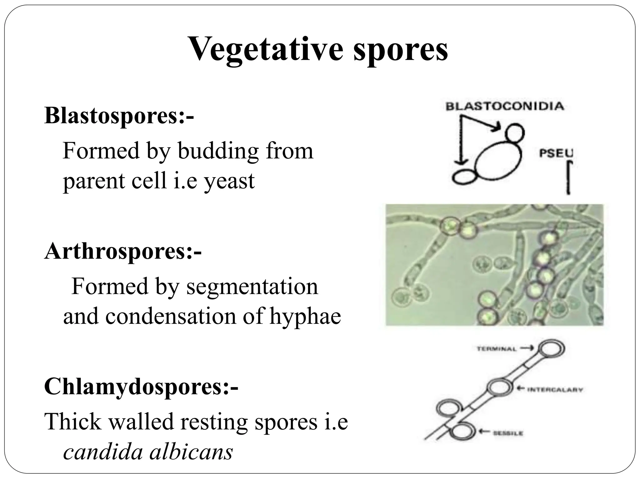 General characters of medically important fungi.pptx
