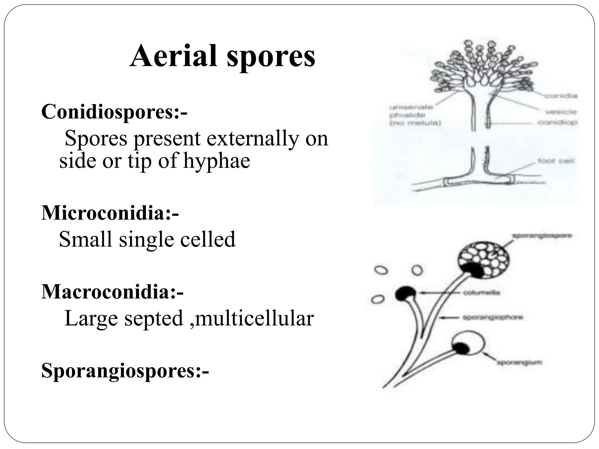 General characters of medically important fungi.pptx