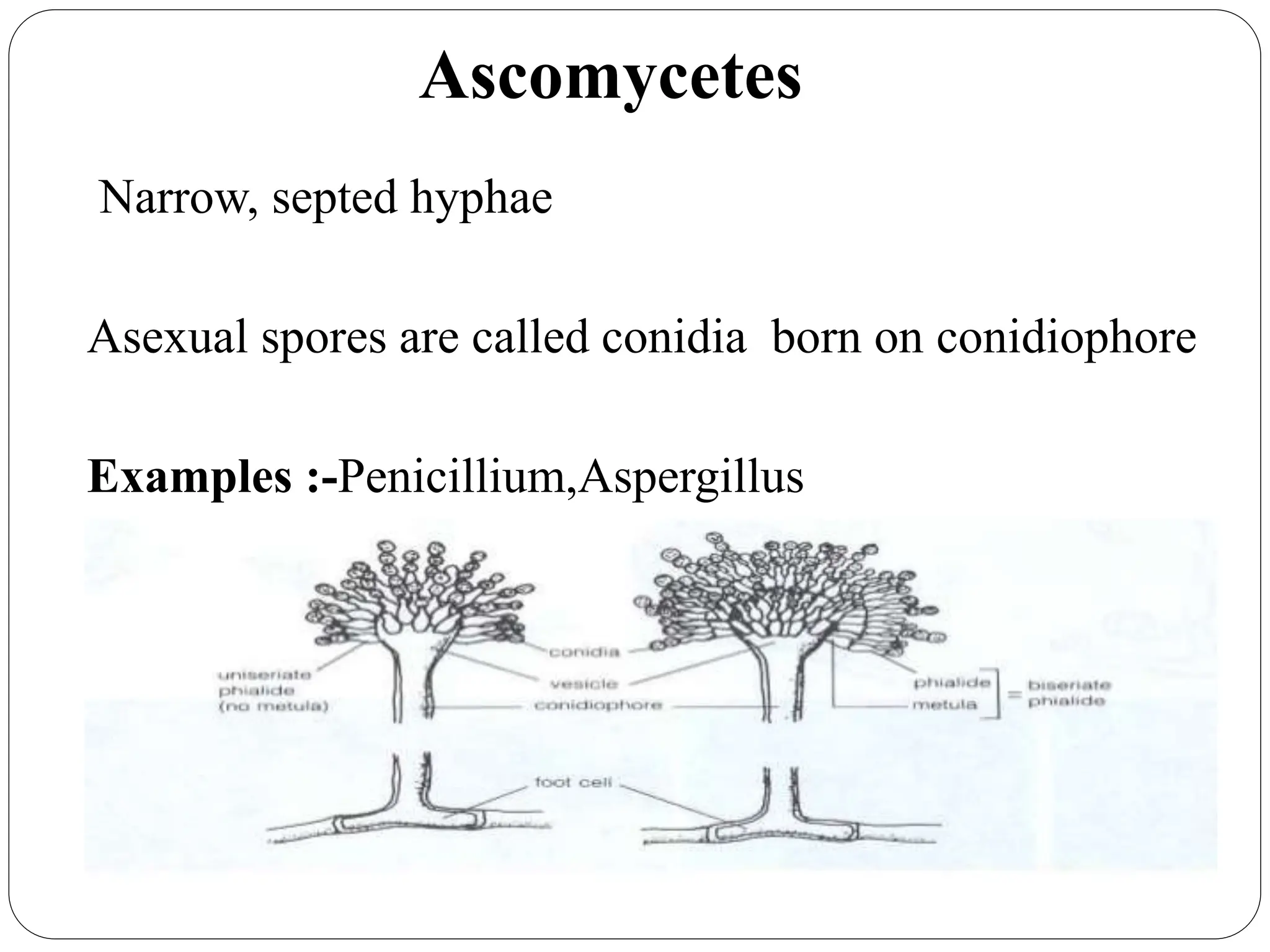 General characters of medically important fungi.pptx