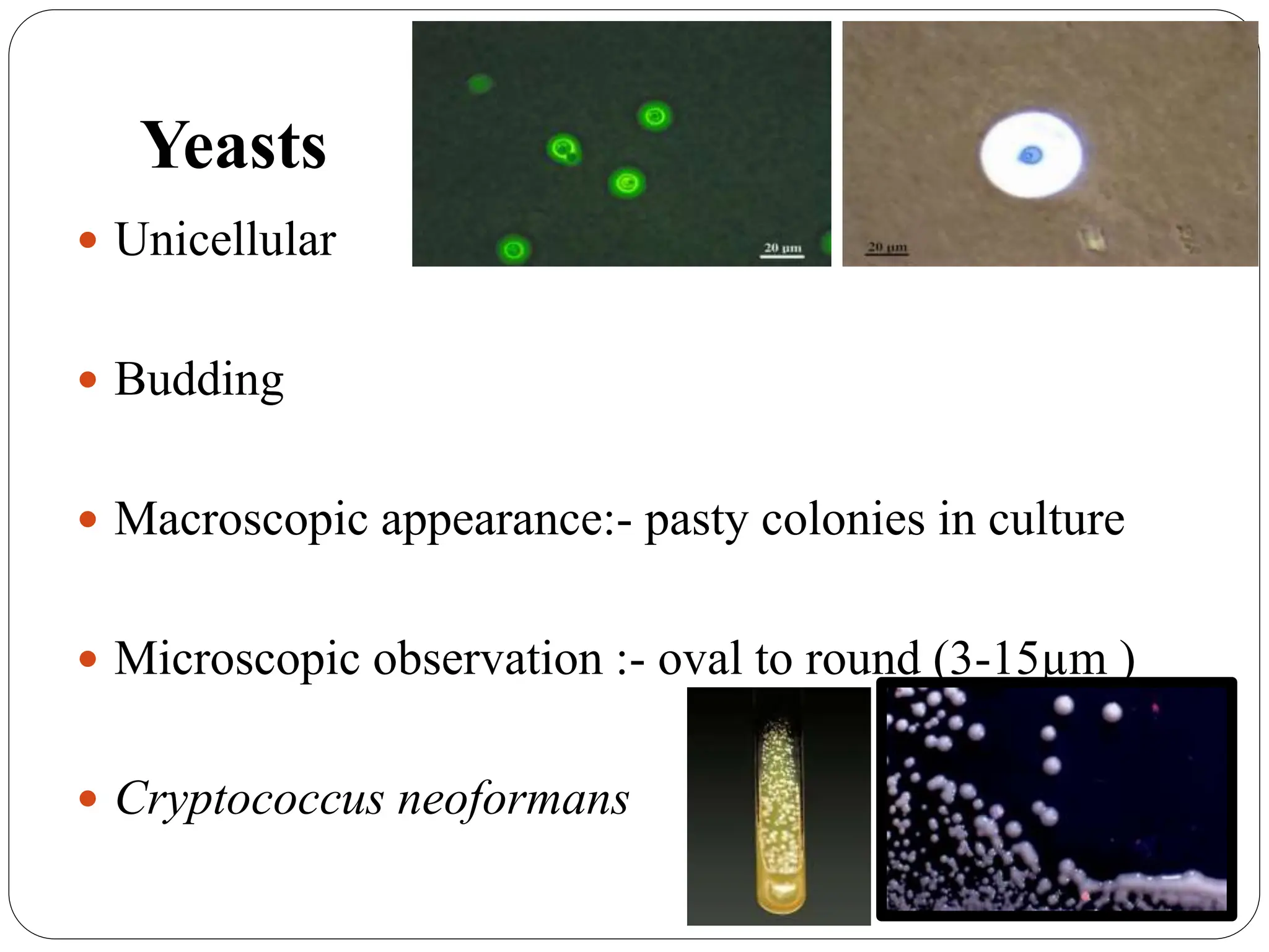 General characters of medically important fungi.pptx
