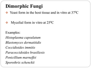 General characters of medically important fungi.pptx