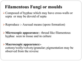 General characters of medically important fungi.pptx