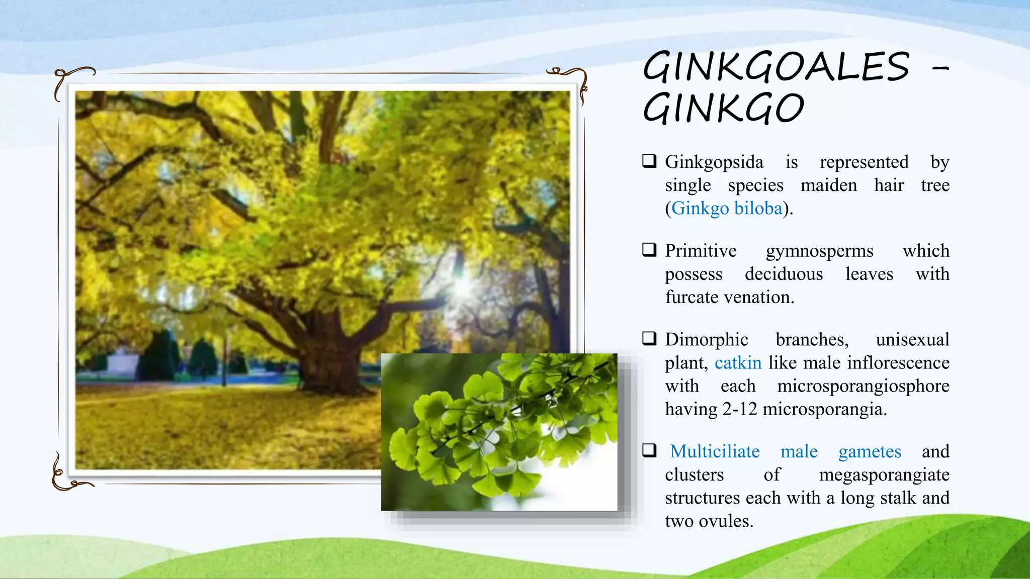 General Characters of Gymnosperms.pptx