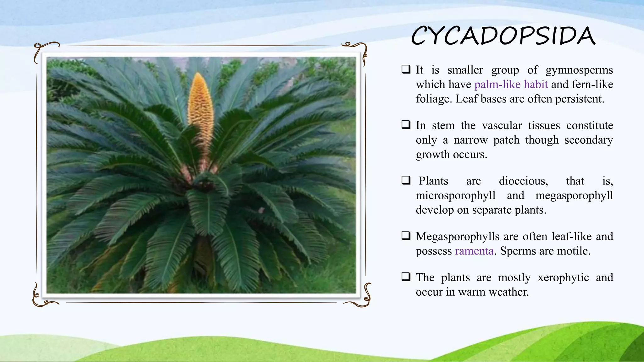 General Characters of Gymnosperms.pptx