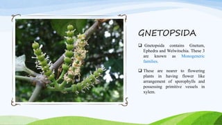 General Characters of Gymnosperms.pptx