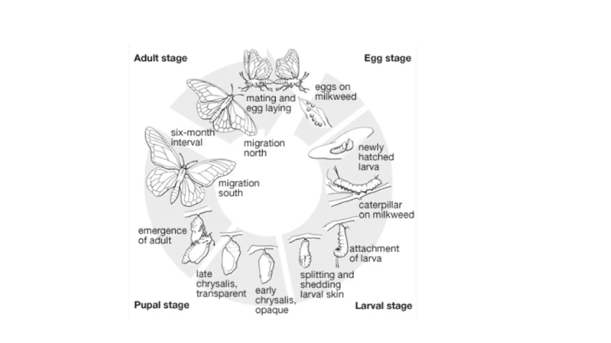 General Characters of Order Lepidoptera.pptx