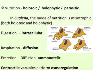 General characters of phylum protozoa | PPTX
