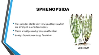 General characters of pteridophytes | PPTX