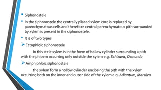 General characters of pteridophytes | PPTX