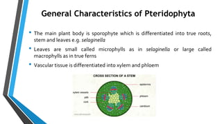General characters of pteridophytes | PPTX