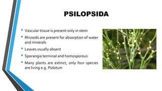 General characters of pteridophytes | PPTX