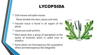 General characters of pteridophytes | PPTX