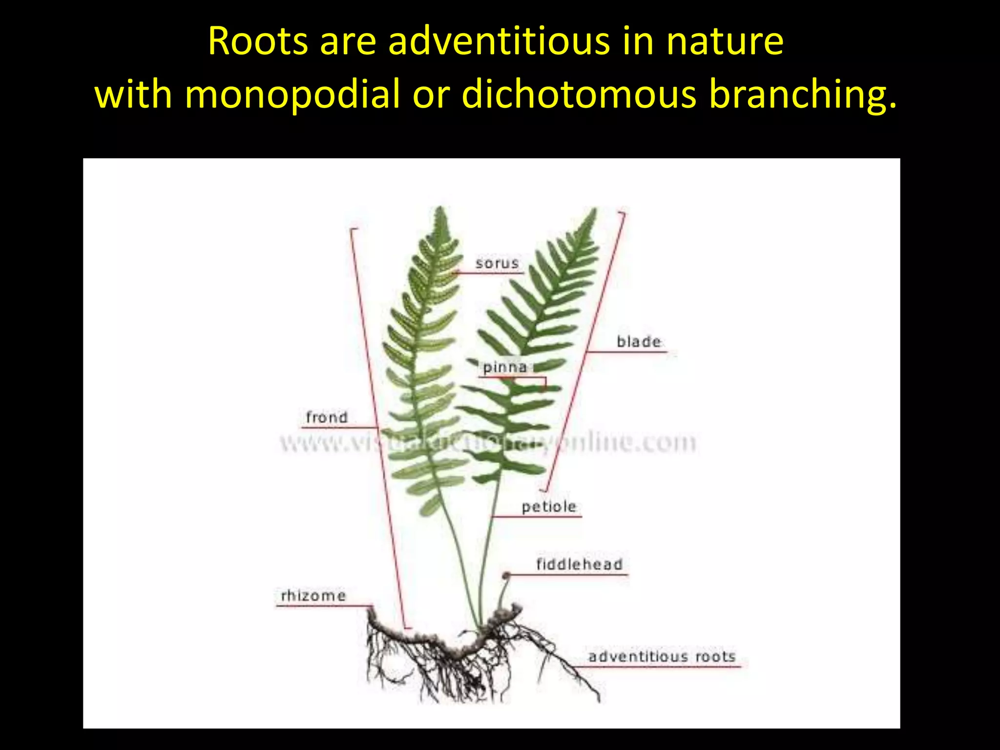 General characters of Pteridophytes.pptx