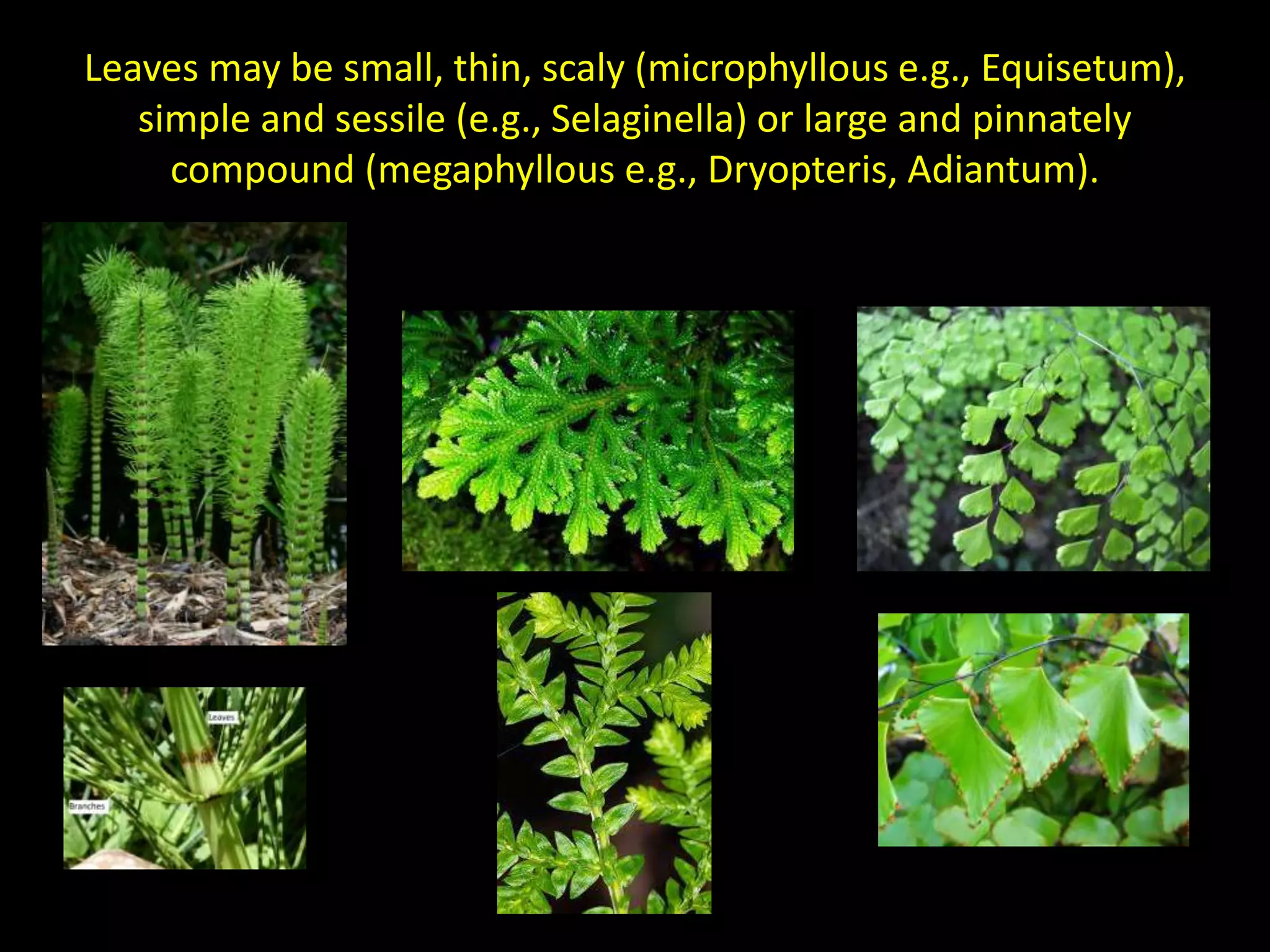 General characters of Pteridophytes.pptx