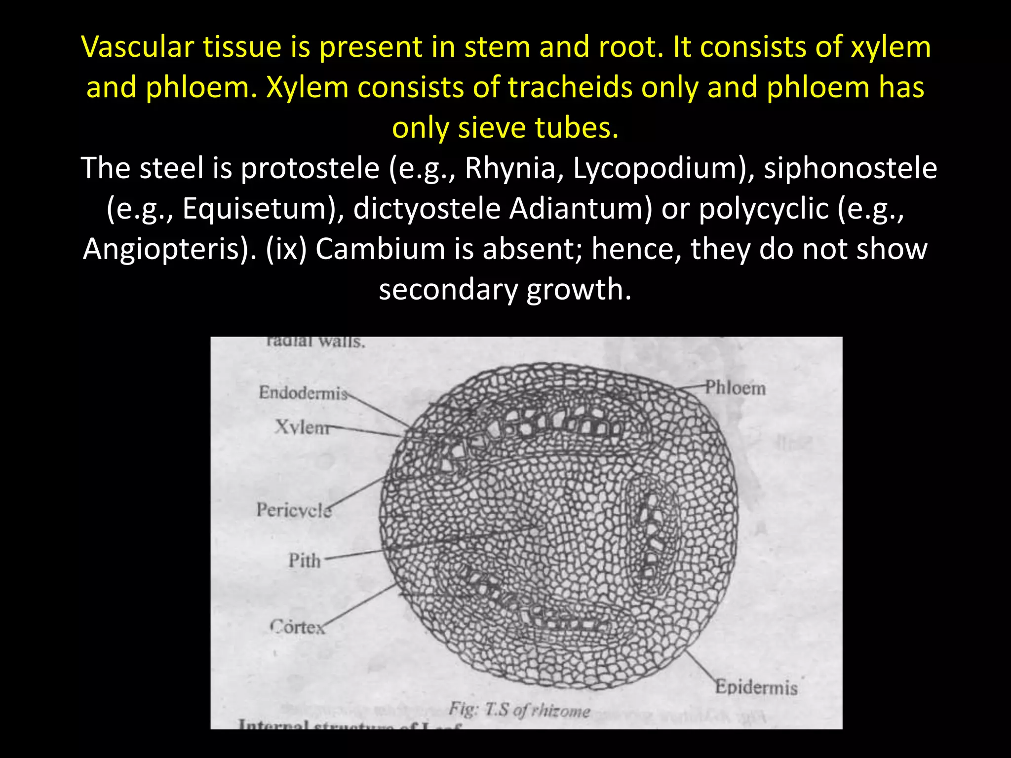 General characters of Pteridophytes.pptx