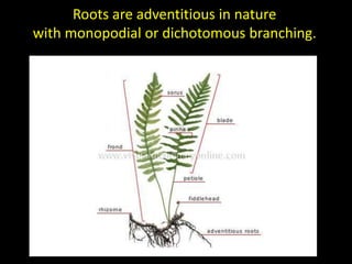 General characters of Pteridophytes.pptx
