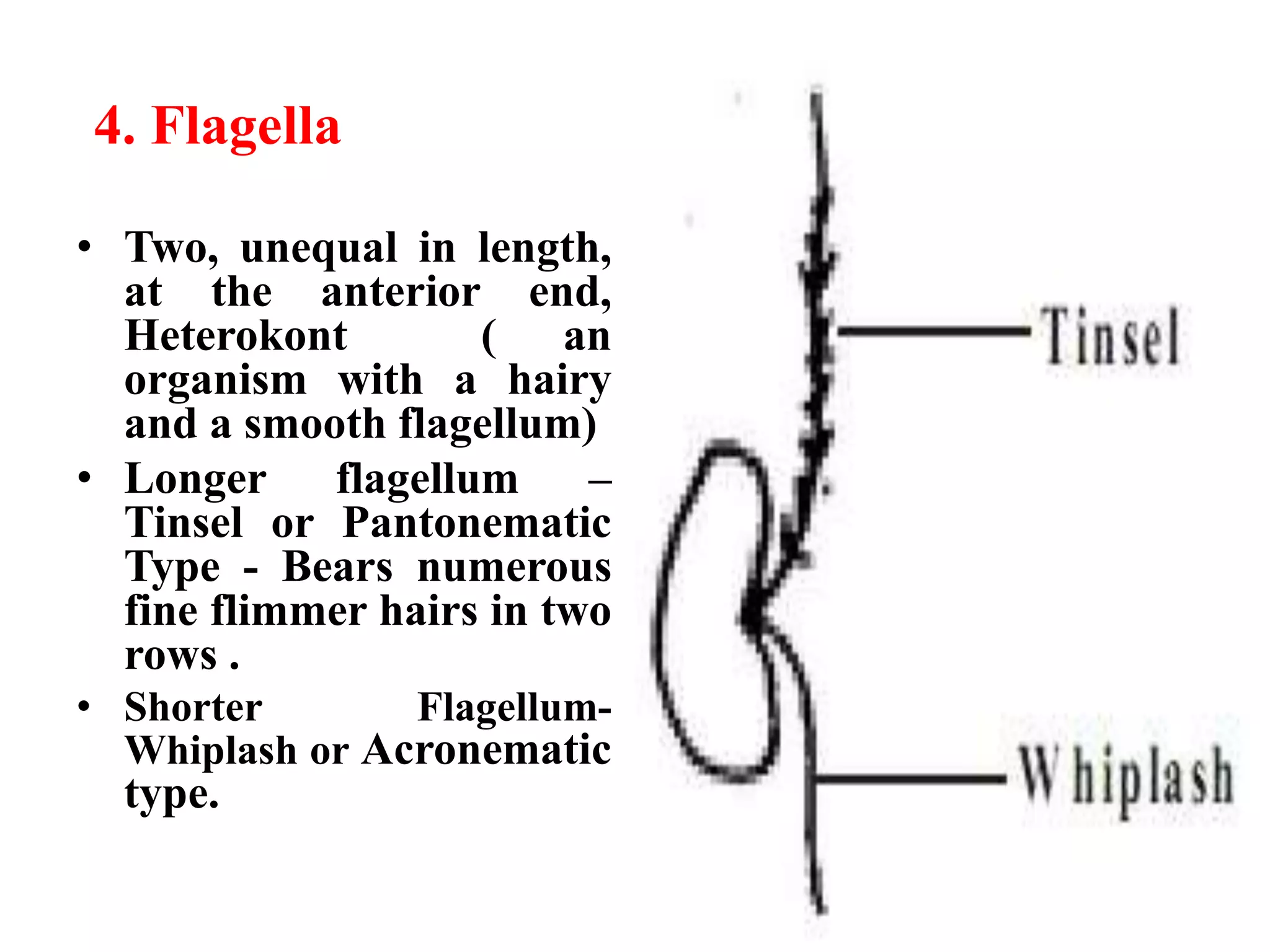 General characters of Xanthophyceae & Life cycle of Vaucheria SMG | PPTX