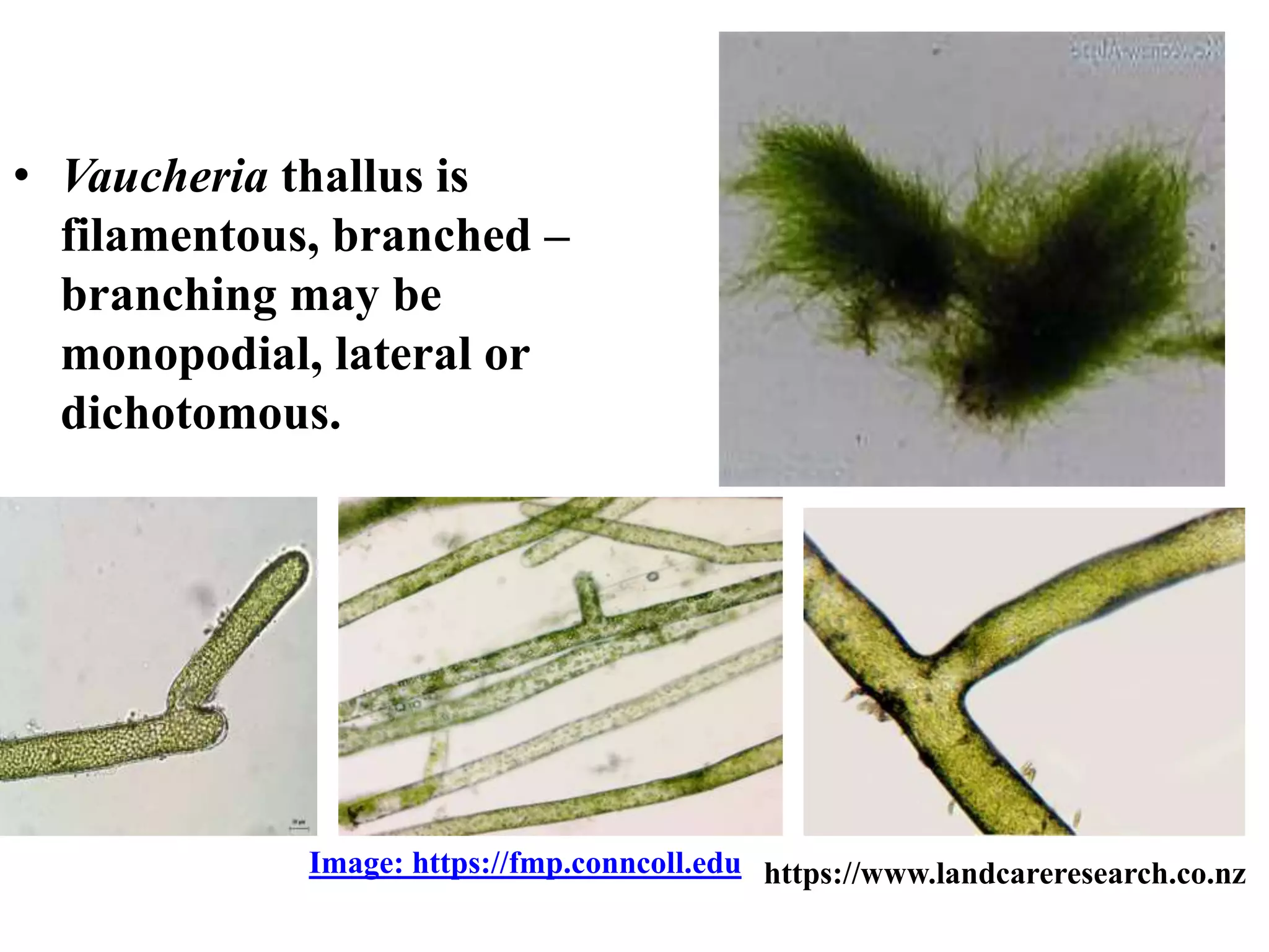 General characters of Xanthophyceae & Life cycle of Vaucheria SMG | PPT
