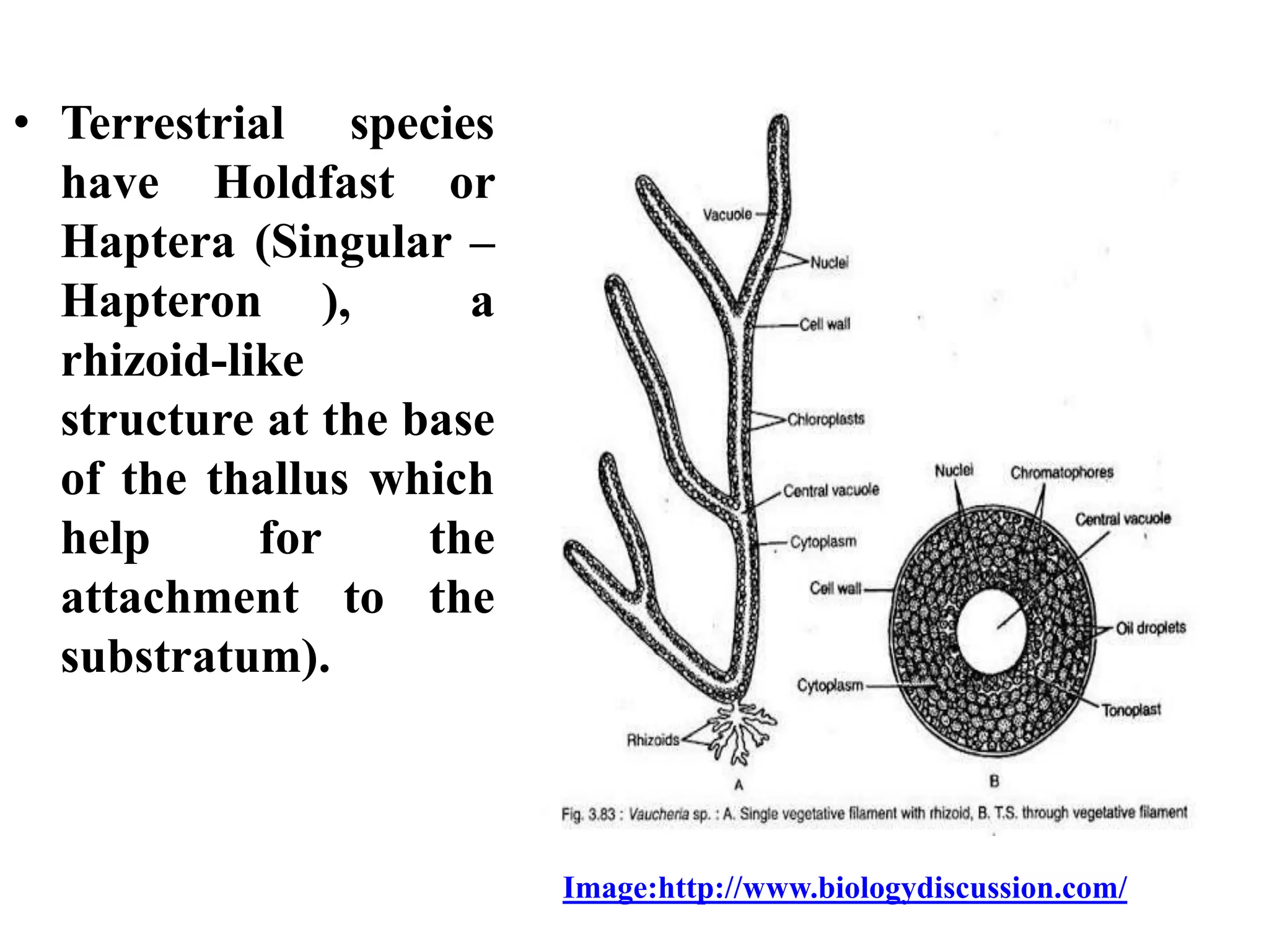 General characters of Xanthophyceae & Life cycle of Vaucheria SMG | PPTX