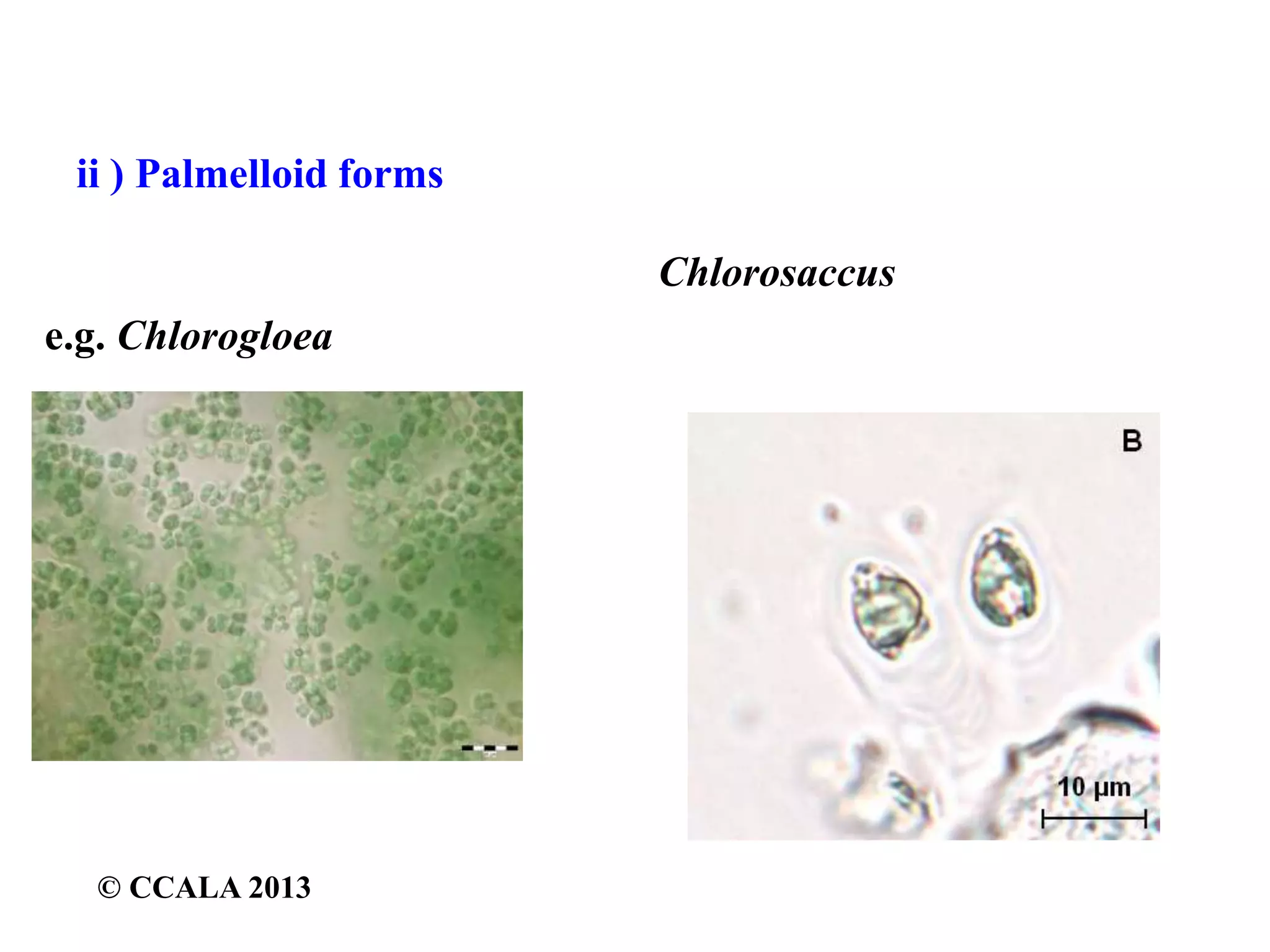 General characters of Xanthophyceae & Life cycle of Vaucheria SMG | PPTX