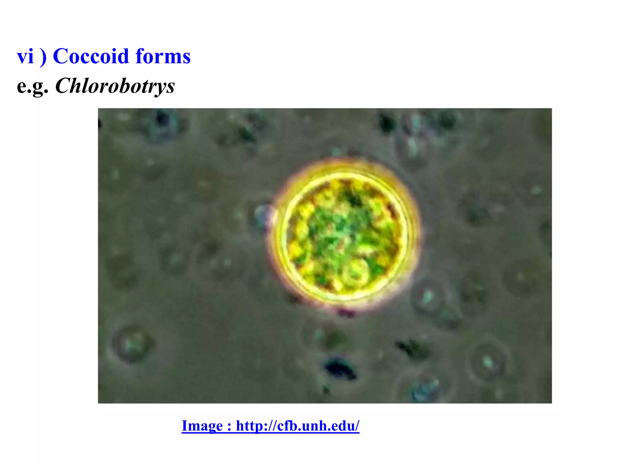 General characters of Xanthophyceae & Life cycle of Vaucheria SMG | PPTX