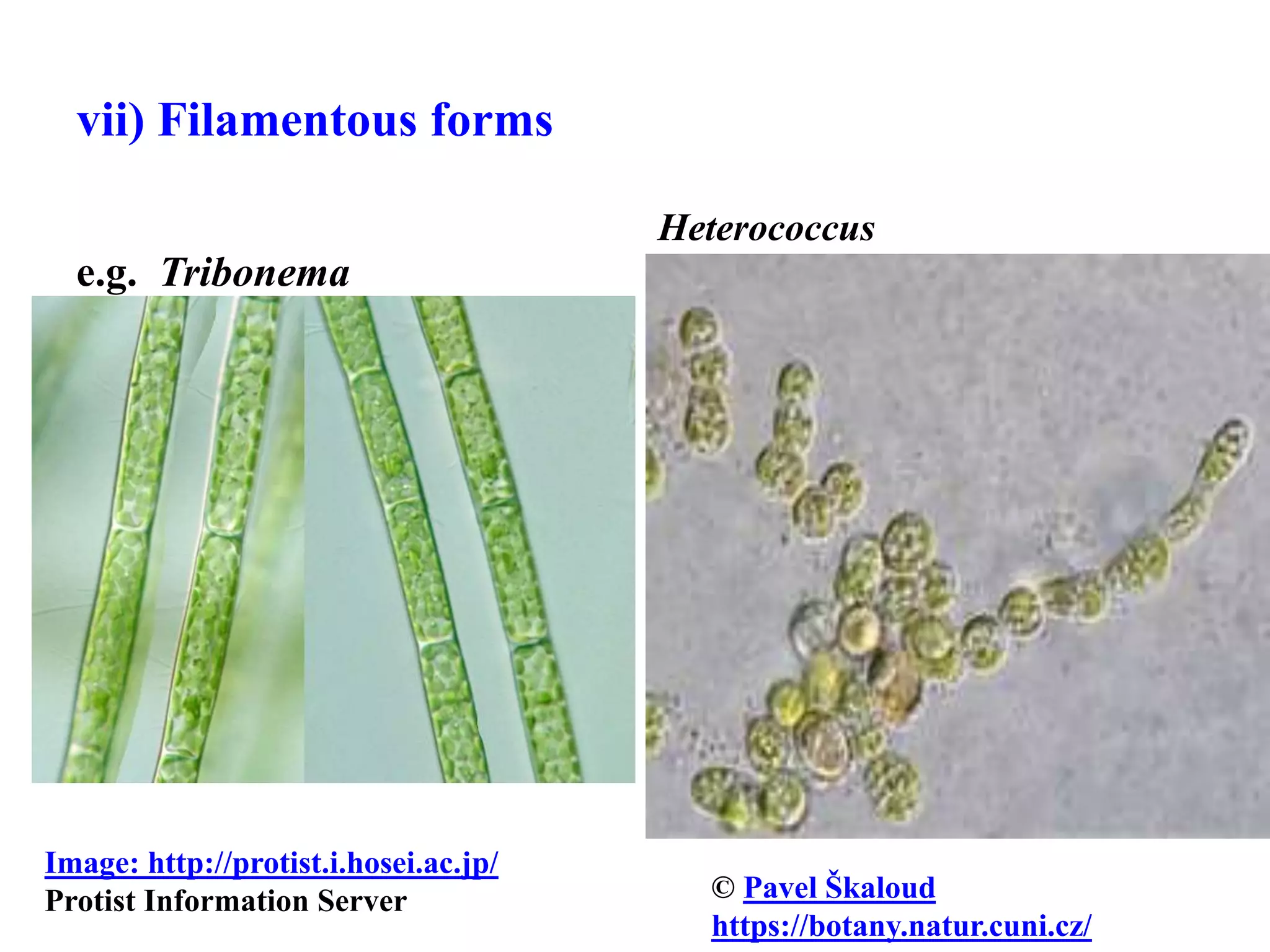 General characters of Xanthophyceae & Life cycle of Vaucheria SMG | PPTX