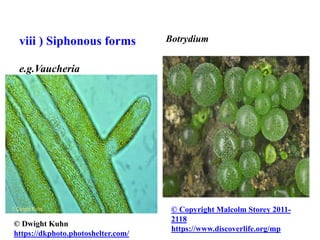 General characters of Xanthophyceae & Life cycle of Vaucheria SMG | PPTX