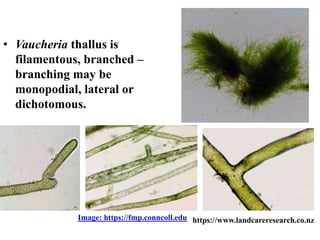 General characters of Xanthophyceae & Life cycle of Vaucheria SMG | PPTX