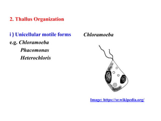 General characters of Xanthophyceae & Life cycle of Vaucheria SMG | PPTX