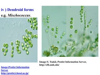 General characters of Xanthophyceae & Life cycle of Vaucheria SMG | PPTX