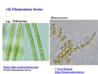General characters of Xanthophyceae & Life cycle of Vaucheria SMG | PPTX