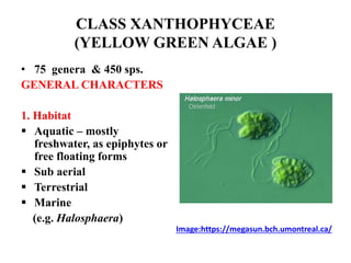 General characters of Xanthophyceae & Life cycle of Vaucheria SMG | PPT