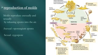 general characters of yeast ,mold,mushroom.pptx