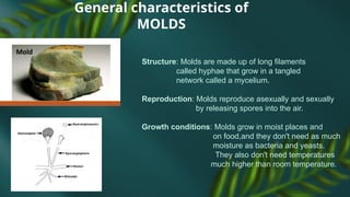 general characters of yeast ,mold,mushroom.pptx