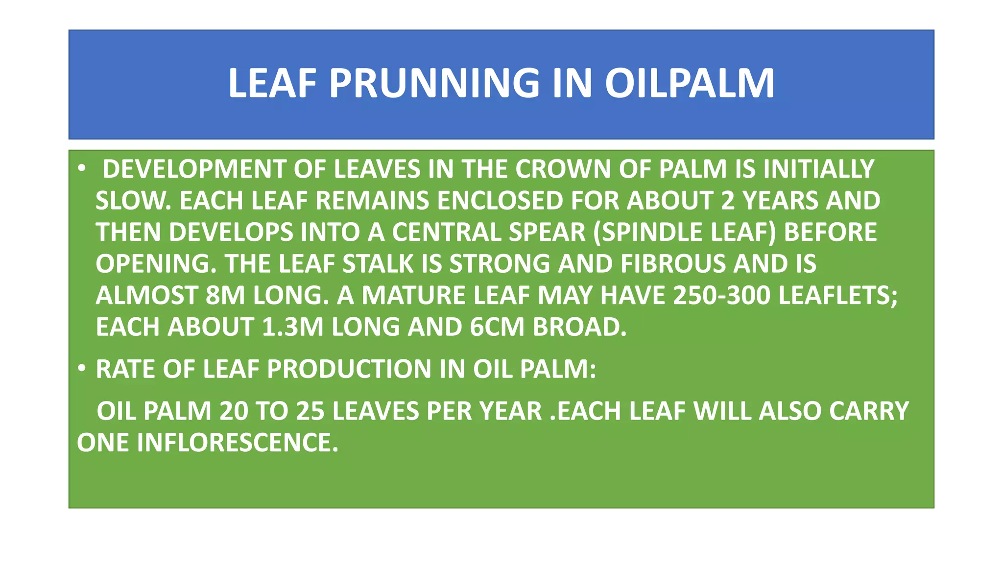 GENERAL CHAREACTERS OF OILPALM AND LEAF PRUNING AND ABLATION.pptx