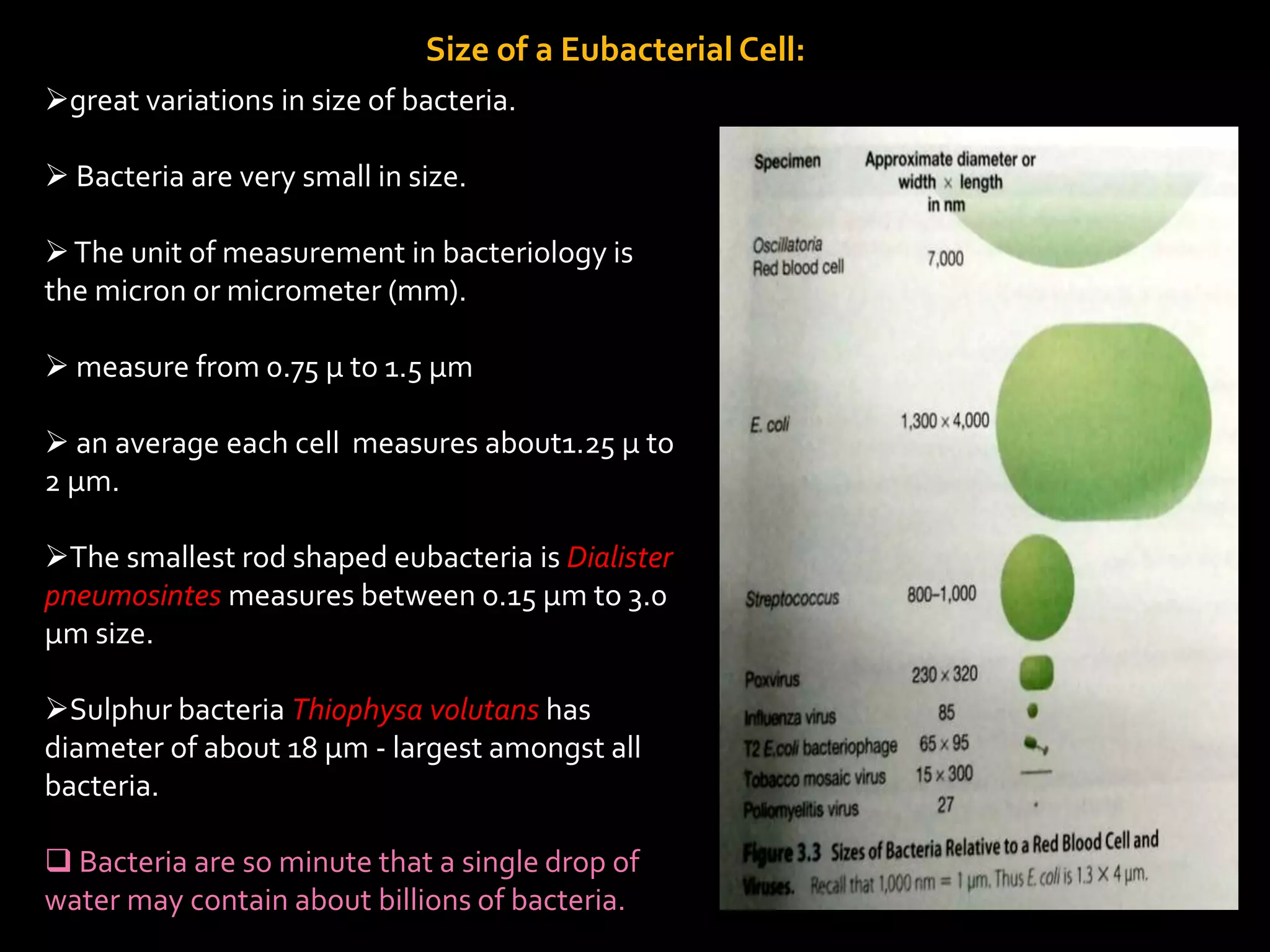 EUBACTERIA :OVERVIEW | PPTX
