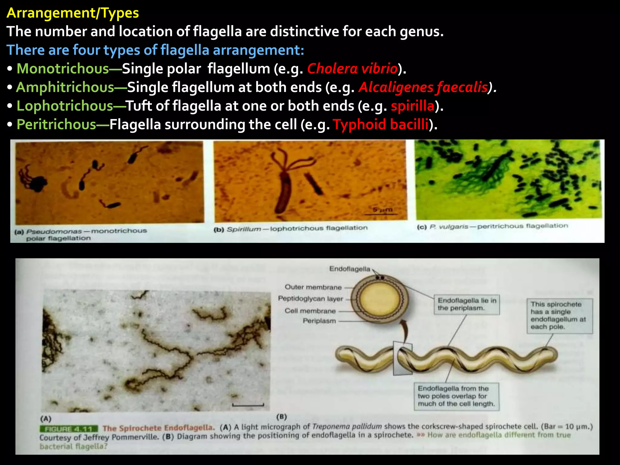 EUBACTERIA :OVERVIEW | PPTX