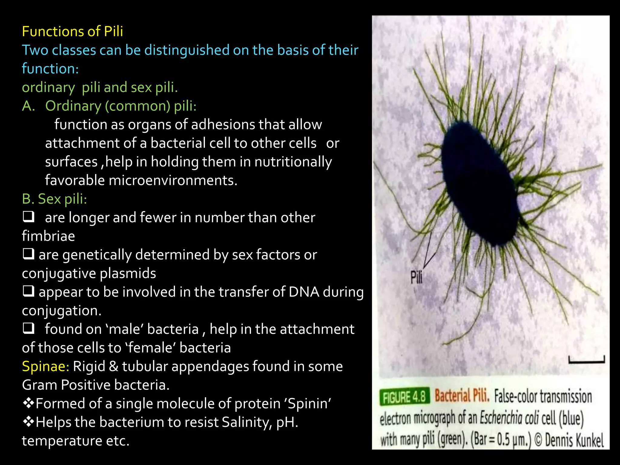 EUBACTERIA :OVERVIEW | PPTX