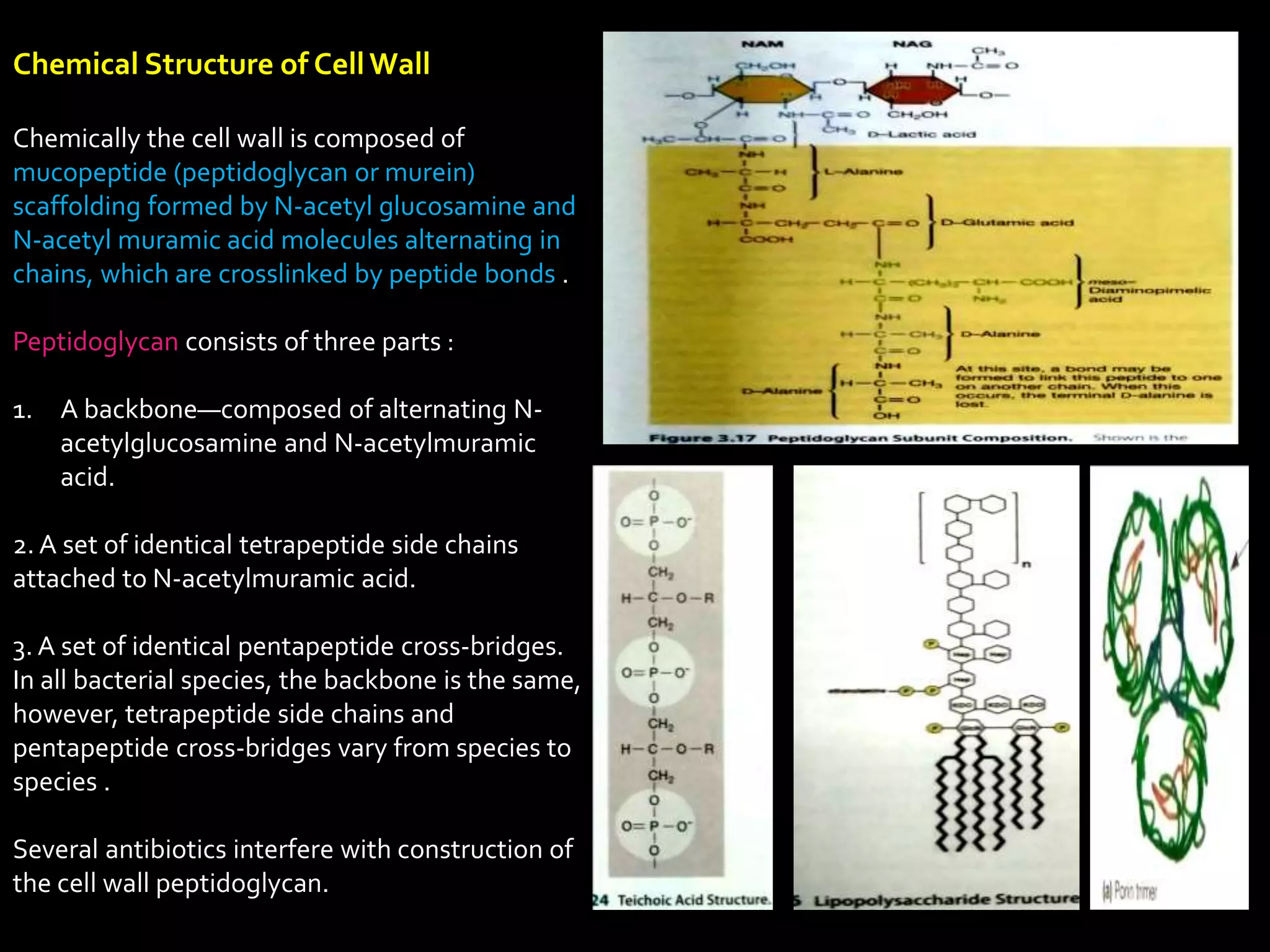 EUBACTERIA :OVERVIEW | PPTX