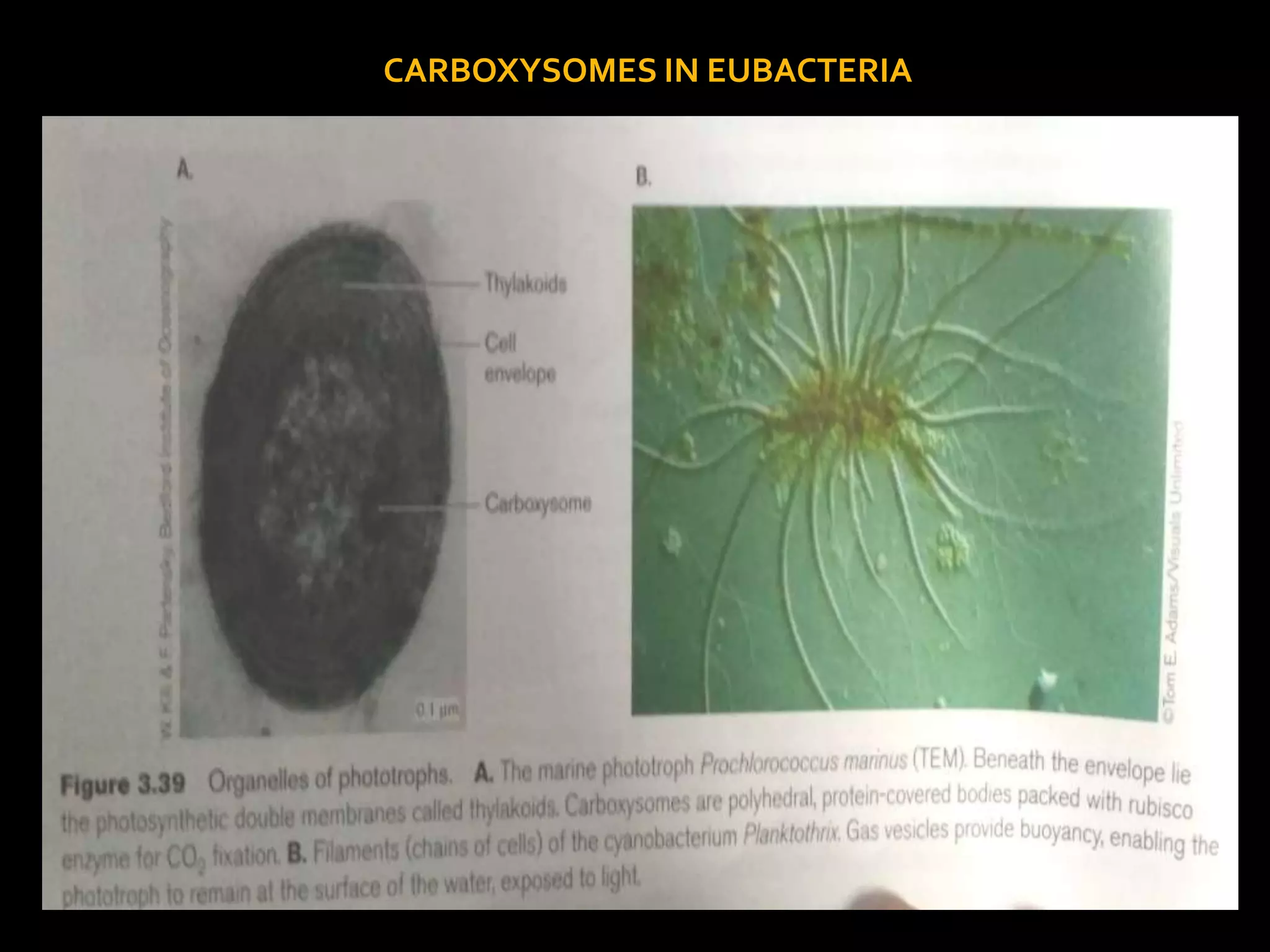 EUBACTERIA :OVERVIEW | PPTX