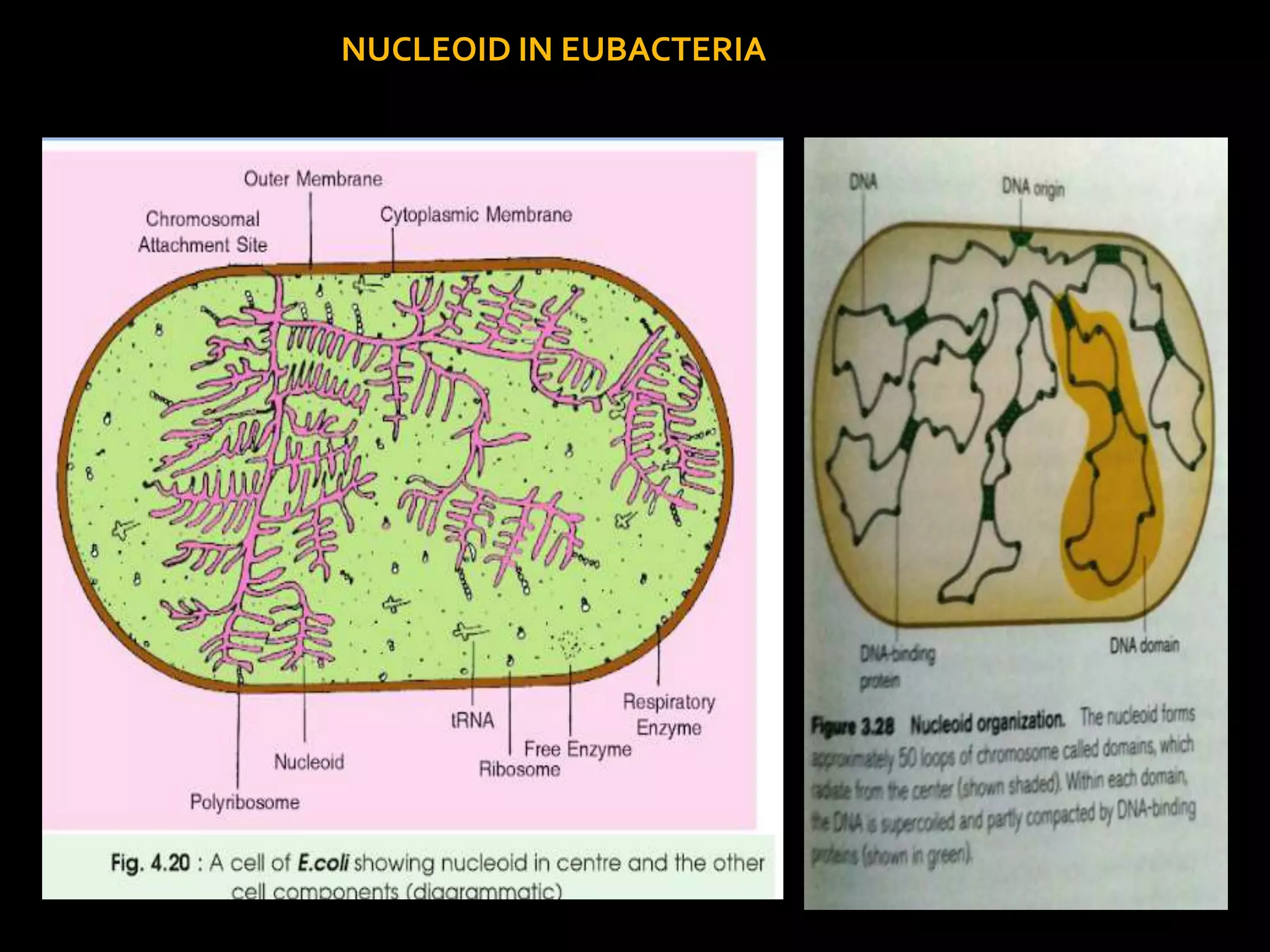 EUBACTERIA :OVERVIEW | PPTX | Biological Sciences | Science