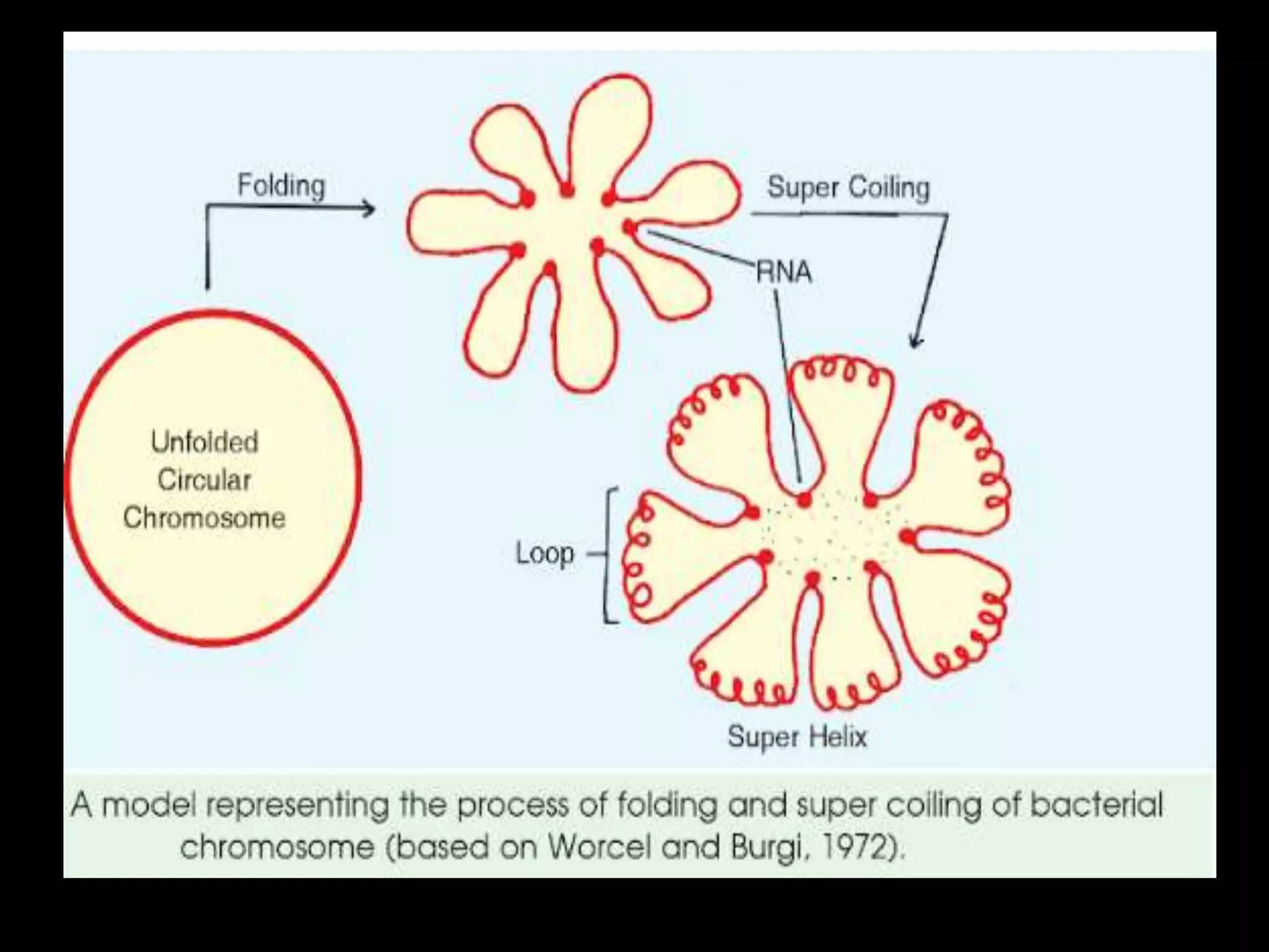 Eubacteria Overview Pptx Biological Sciences Science