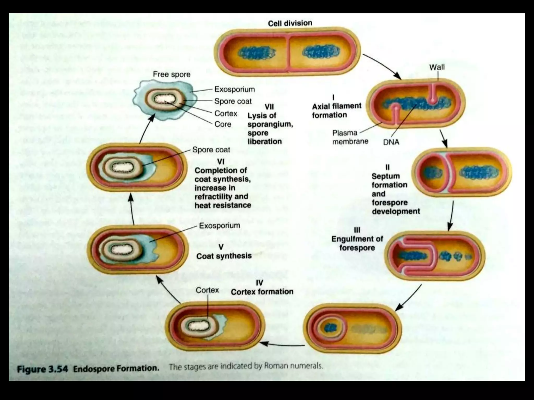 Eubacteria Overview Pptx Biological Sciences Science