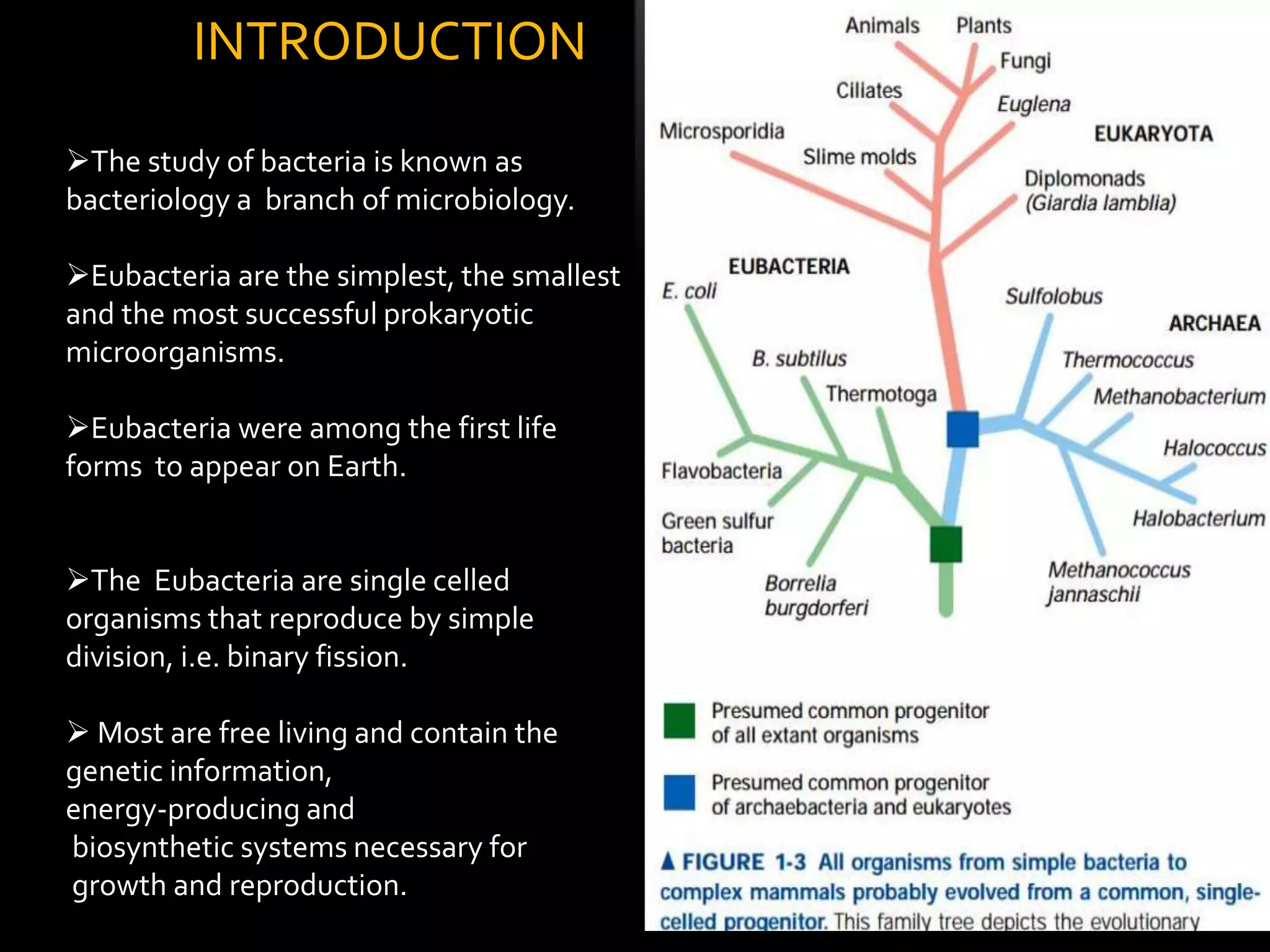 EUBACTERIA :OVERVIEW | PPTX