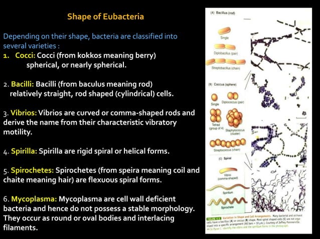 EUBACTERIA :OVERVIEW | PPTX | Biological Sciences | Science