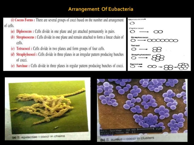EUBACTERIA :OVERVIEW | PPTX | Biological Sciences | Science